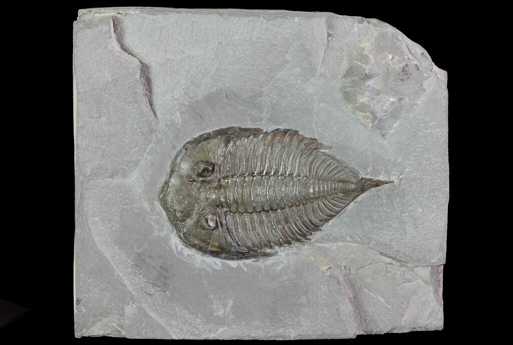 2.4" Dalmanites Trilobite Fossil - New York (#68333) For Sale ...
