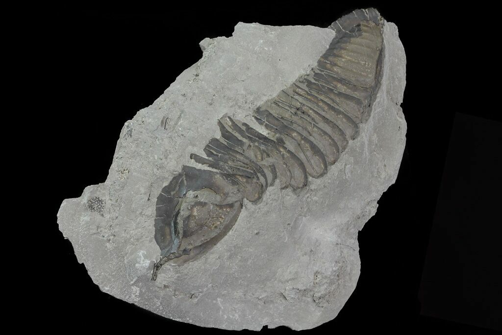 Bargain, 6" Trimerus Trilobite - New York (#68544) For Sale - FossilEra.com