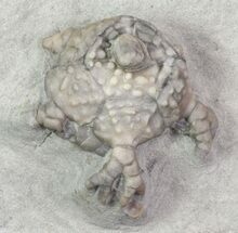 About Crinoids - FossilEra.com