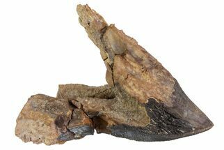 About Dinosaur Teeth - FossilEra.com