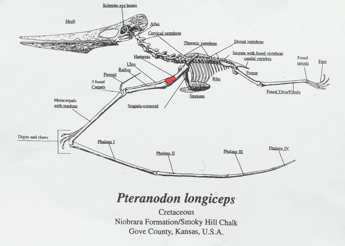 4.6" Pterosaur (Pteranodon) Partial Humerus - Kansas For Sale (#70246 ...