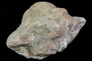 Mosasaurus & Mosasaurs - FossilEra.com