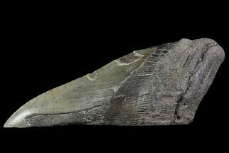 Megalodon Size: How Big Was The Megalodon Shark? - FossilEra.com