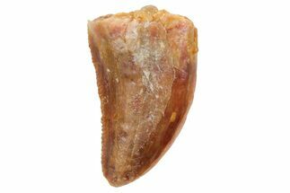 About Dinosaur Teeth - FossilEra.com