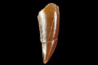About Dinosaur Teeth - FossilEra.com