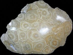 Coral Fossils For Sale - FossilEra.com