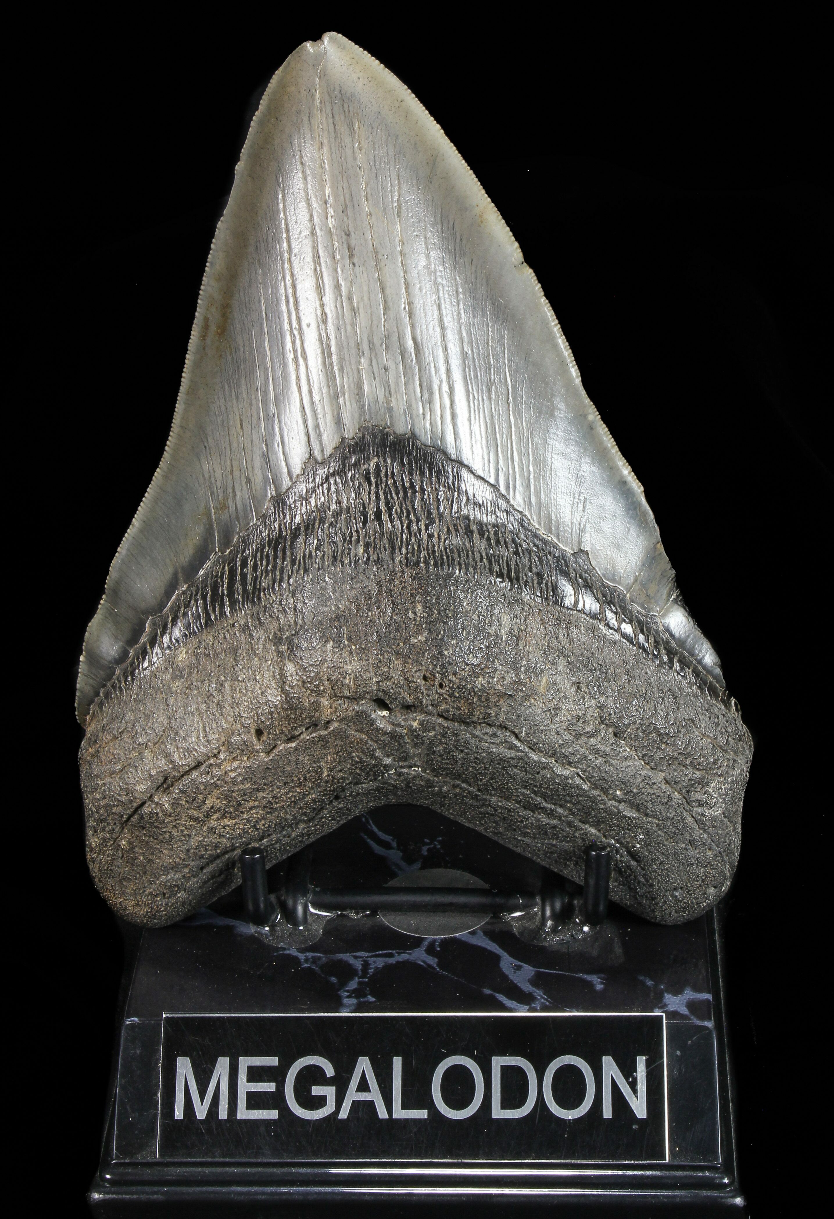 Giant 5 84 Fossil Megalodon Tooth Georgia For Sale 72767 Giant 5 84 Fossil Megalodon Tooth Georgia For Sale 72767
