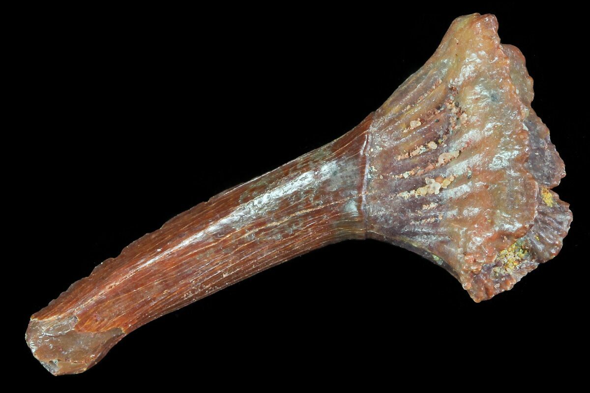 Bargain, 1.07" Cretaceous Giant Sawfish (Onchopristis) Rostral Barb ...