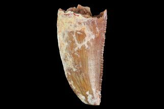 About Dinosaur Teeth - FossilEra.com