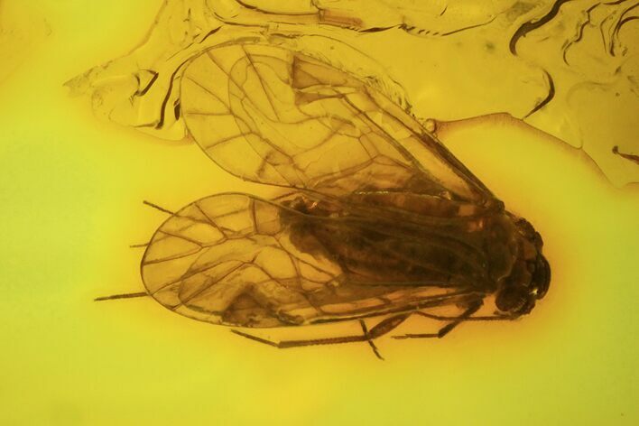Fossil Booklouse (Psocoptera) In Baltic Amber (#73350) For Sale ...