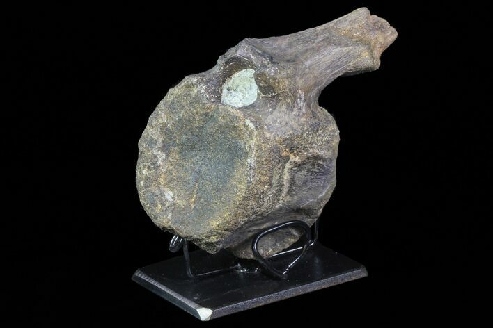 6" Nodosaur (Panoplosaurus) Vertebrae On Stand - Montana (#73389) For ...