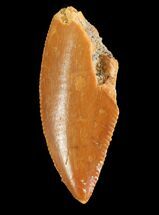 About Dinosaur Teeth - FossilEra.com