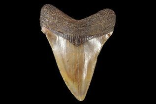 Fossils For Sale - FossilEra.com