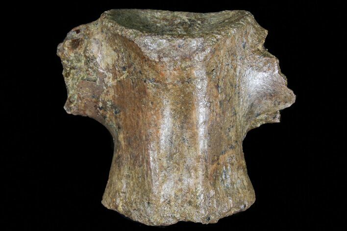 1.2" Theropod (Raptor) Vertebrae - Hell Creek Formation (#73100) For ...