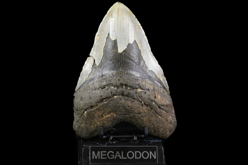 6.54" Megalodon Tooth - Largest Tooth We've Had! For Sale (#75496 ...