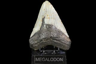 Megalodon Size: How Big Was The Megalodon Shark? - FossilEra.com