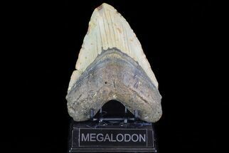 Megalodon Size: How Big Was The Megalodon Shark? - FossilEra.com