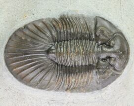 Fossils For Sale - FossilEra.com