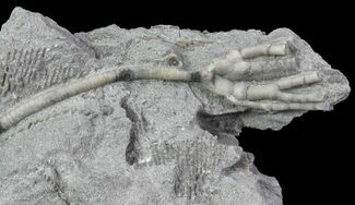 About Crinoids - FossilEra.com