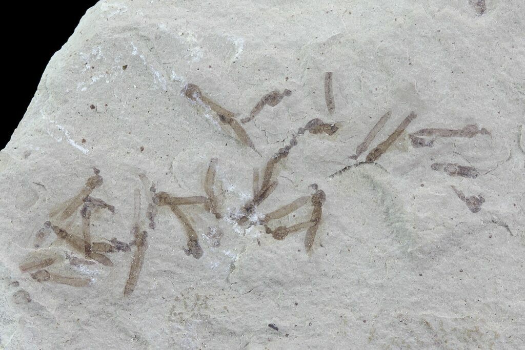 Fossil Crane Fly Larvae - Green River Formation (#76071) For Sale ...