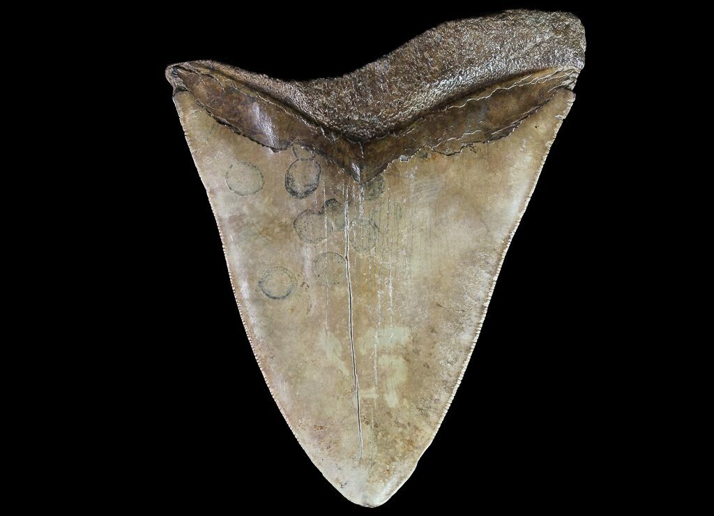 Bargain, 5.42" Fossil Megalodon Tooth - Huge Meg Tooth (#76185) For ...