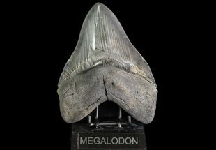 Megalodon Size: How Big Was The Megalodon Shark? - FossilEra.com