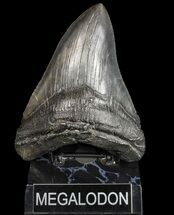 Megalodon Size: How Big Was The Megalodon Shark? - FossilEra.com