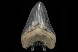 Megalodon Size: How Big Was The Megalodon Shark? - FossilEra.com