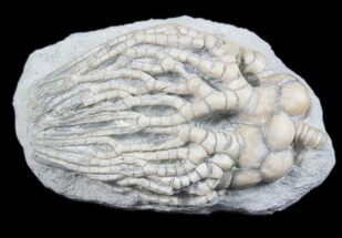 About Crinoids - FossilEra.com