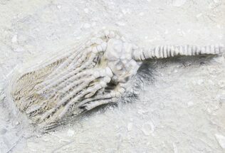 About Crinoids - FossilEra.com