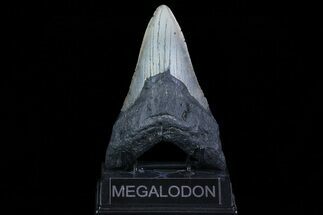 Megalodon Size: How Big Was The Megalodon Shark? - FossilEra.com