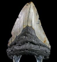 Megalodon Size: How Big Was The Megalodon Shark? - FossilEra.com