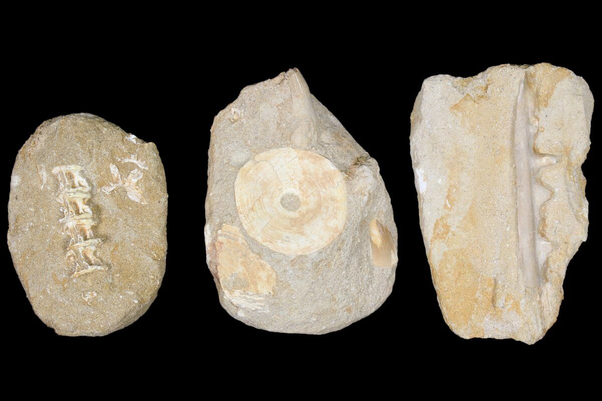Flat: Cretaceous Marine Vertebrate Fossils - 13 Pieces For Sale (#81326 ...
