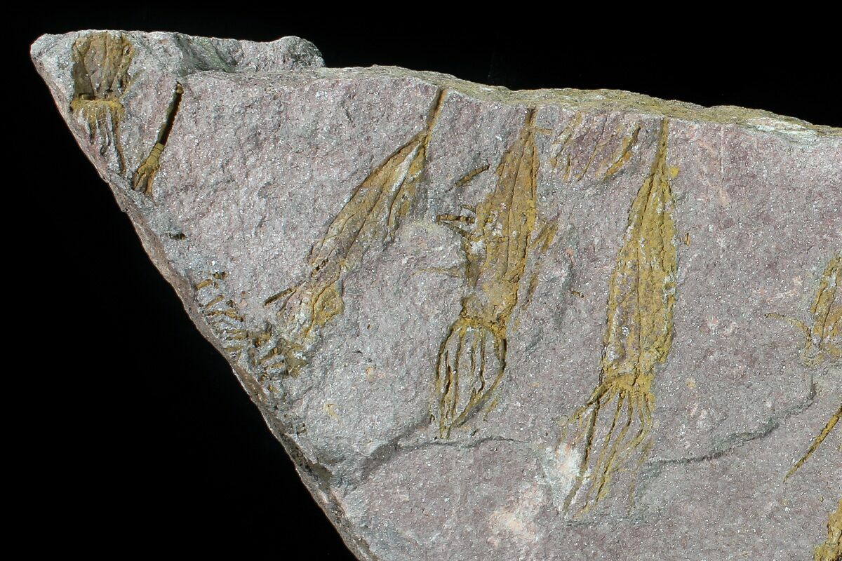 8.5" Wide Eocrinoid (Ascocystites) Plate - Ordovician (#81552) For Sale ...