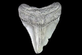Megalodon Size: How Big Was The Megalodon Shark? - FossilEra.com