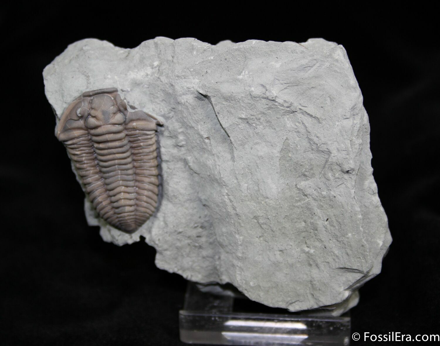 Flexicalymene retrorsa (#998) For Sale - FossilEra.com