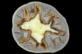 Newly Added Specimens For Sale - FossilEra.com