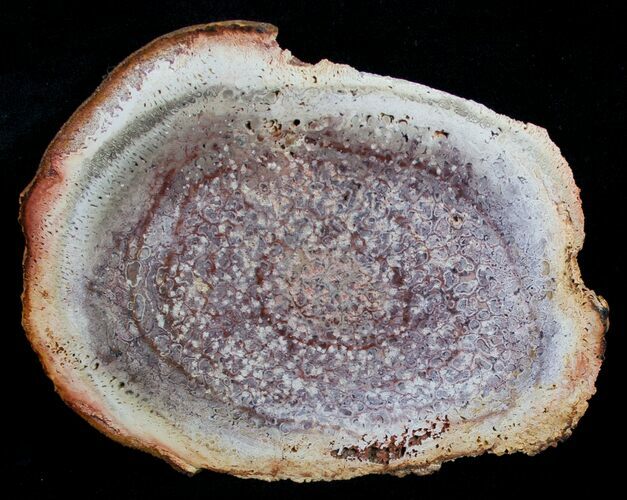 Petrified Tree Fern Slab (Tietea) - 5" (#6275) For Sale - FossilEra.com