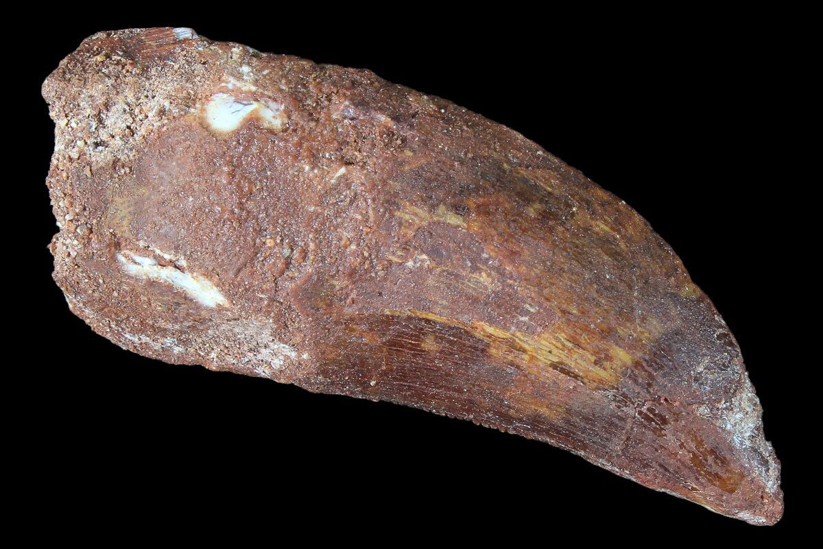Bargain, 1.58" Juvenile Carcharodontosaurus Tooth (#84436) For Sale ...