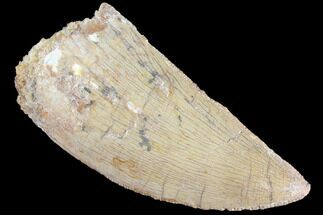 About Dinosaur Teeth - FossilEra.com