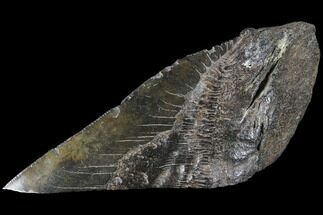 Megalodon Size: How Big Was The Megalodon Shark? - FossilEra.com