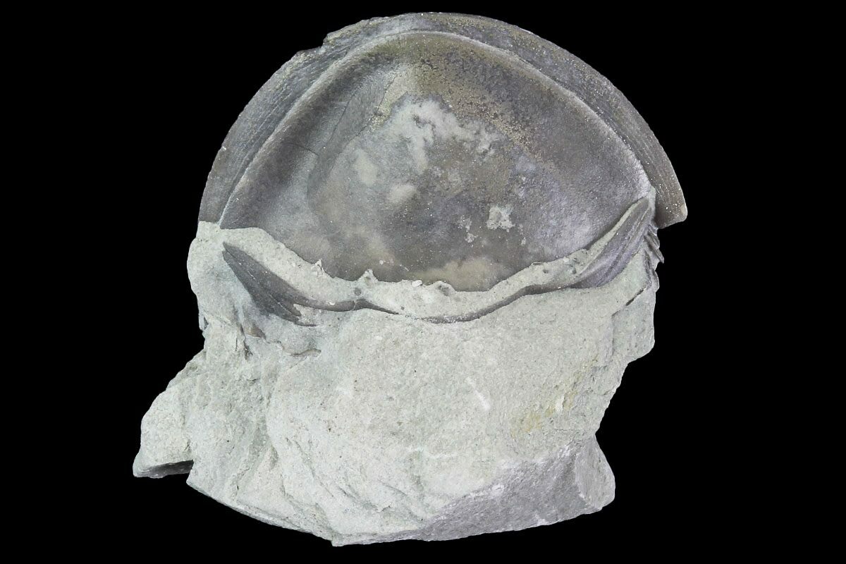 .8" Wide Enrolled Isotelus Trilobite - Ohio (#85631) For Sale ...