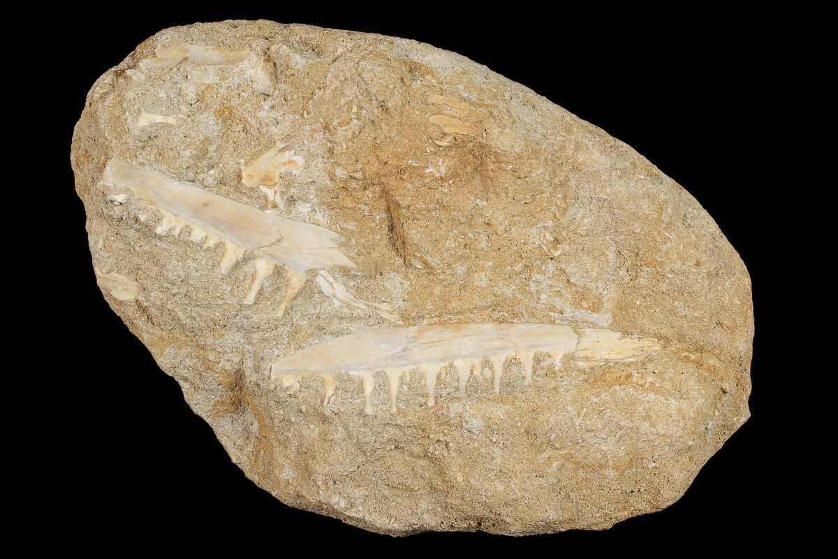 3.2" Enchodus Jaw Section with Teeth - Cretaceous Fanged Fish (#87996 ...