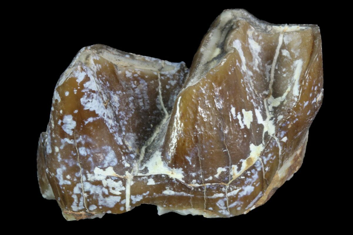 .9" Hyracodon (Running Rhino) Molar - South Dakota (#90294) For Sale ...