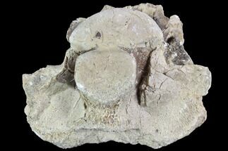 Mosasaurus & Mosasaurs - FossilEra.com