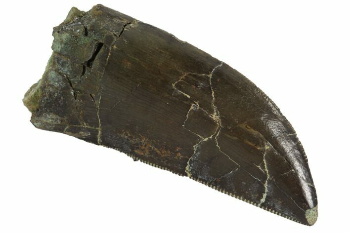 Serrated, 1.28" Allosaurus Tooth - Very Nice Tooth (#91373) For Sale ...