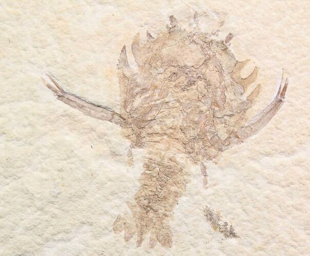 3.1" Jurassic Decapod Crustacean (Eryon) - Solnhofen Limestone (#92460 ...