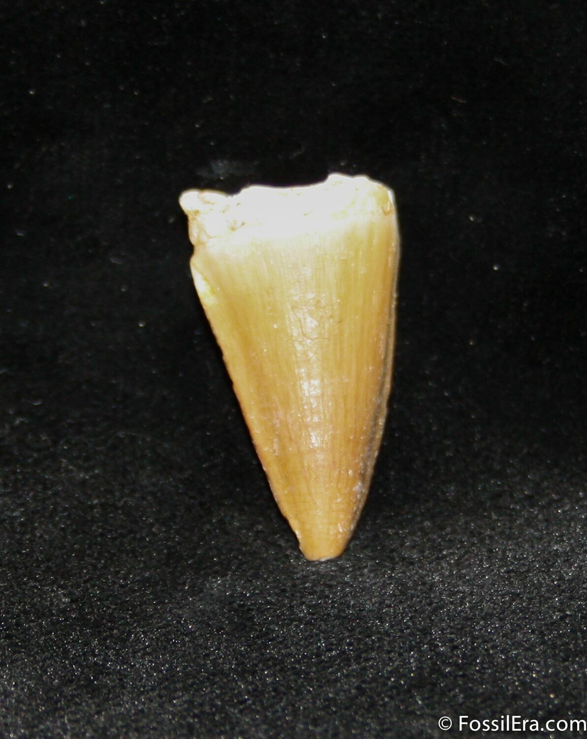 1 Inch Mosasaurus Tooth (#1108) For Sale - FossilEra.com