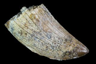 About Dinosaur Teeth - FossilEra.com