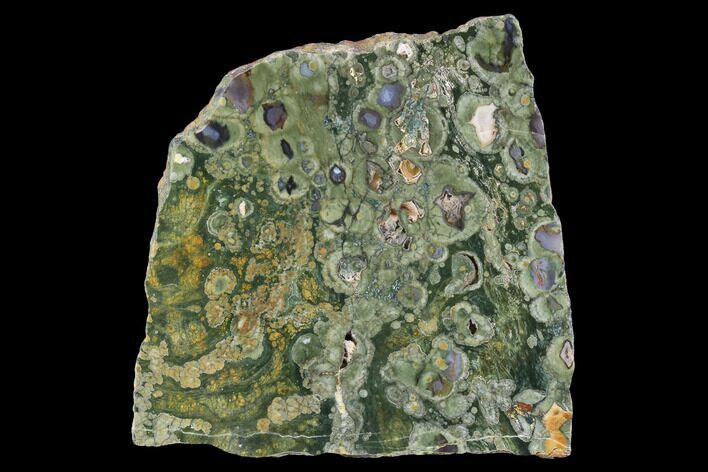 5.5" Polished Rainforest Jasper (Rhyolite) Section - Australia (#95903 ...